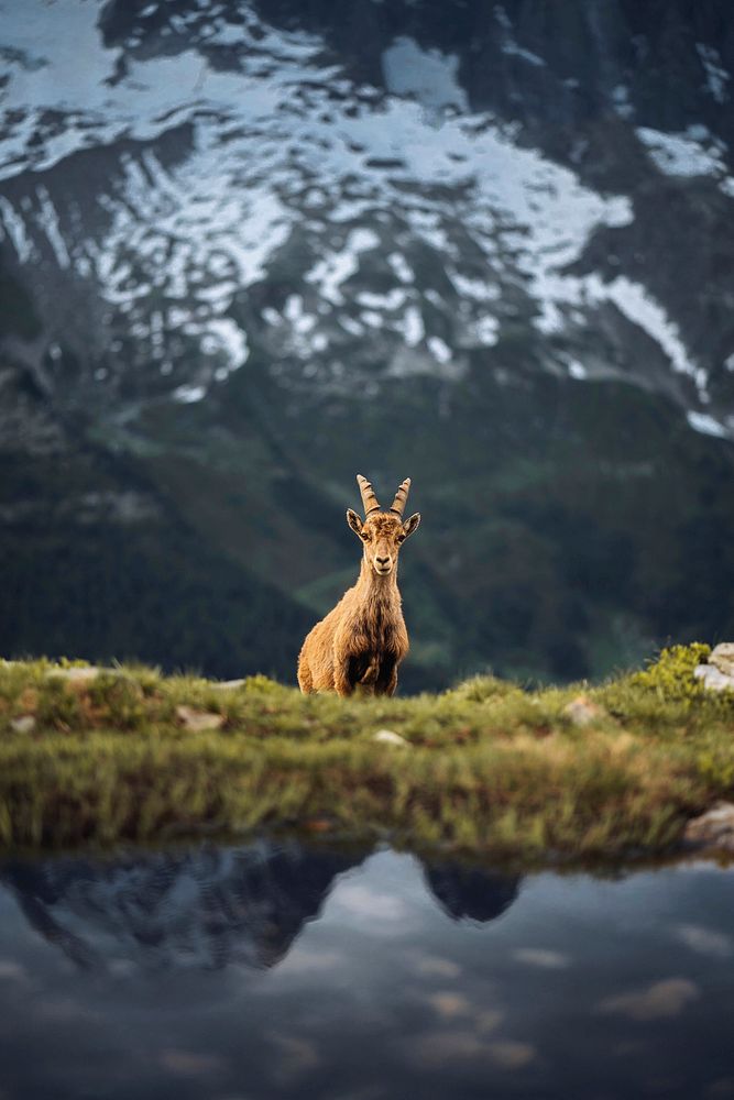 Alpine ibex in the Mont | Free Photo - rawpixel