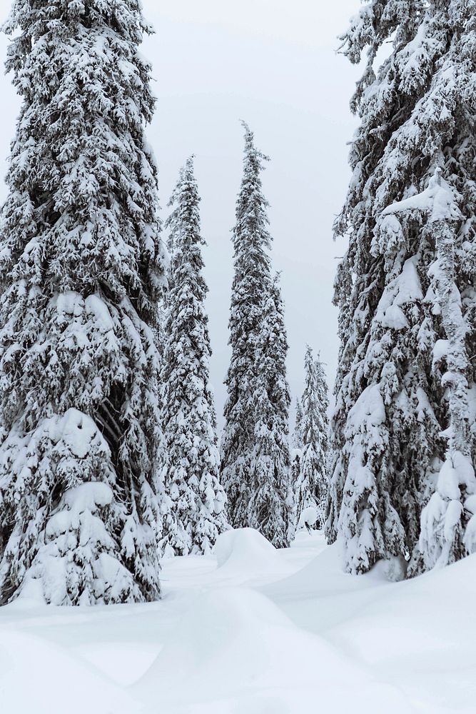 Spruce trees covered by snow | Free Photo - rawpixel