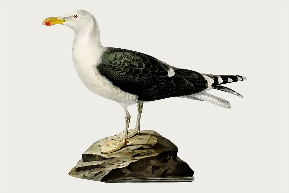 Vector great black-backed gull bird | Premium Vector Illustration ...