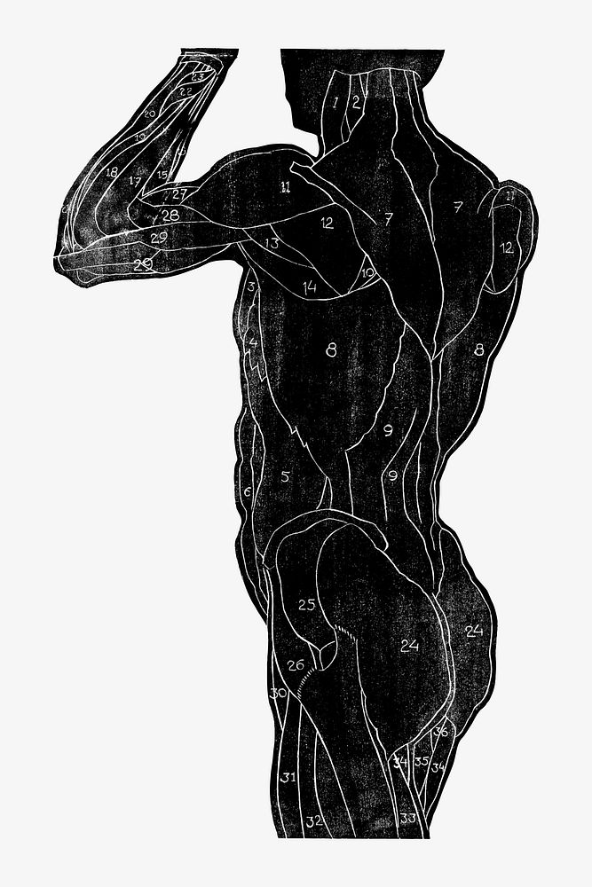 Human anatomy vector in silhouette, | Premium Vector Illustration ...