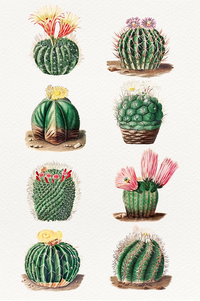 Vintage cactus with flower collection | Premium PSD - rawpixel
