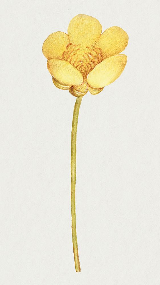Vintage blooming buttercup yellow flower | Premium Photo Illustration ...