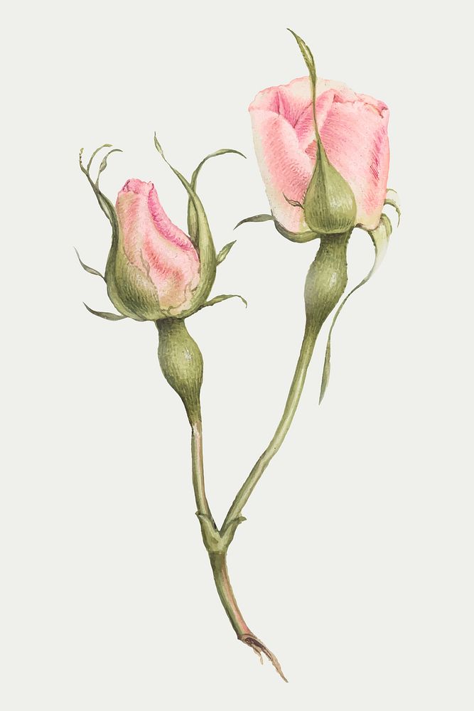 Two pink rose flowers vector | Premium Vector - rawpixel