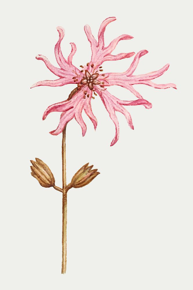 Pink ragged-robin flower vector botanical | Premium Vector - rawpixel
