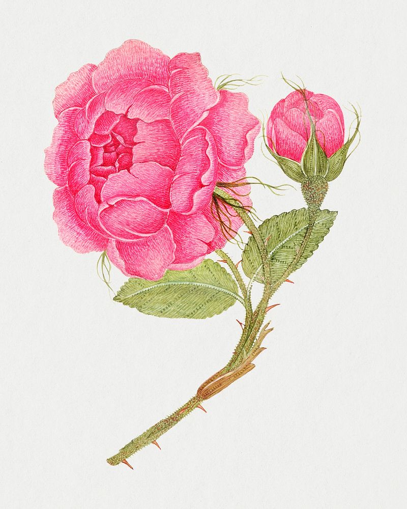 Vintage pink rose psd illustration, | Premium PSD Illustration - rawpixel