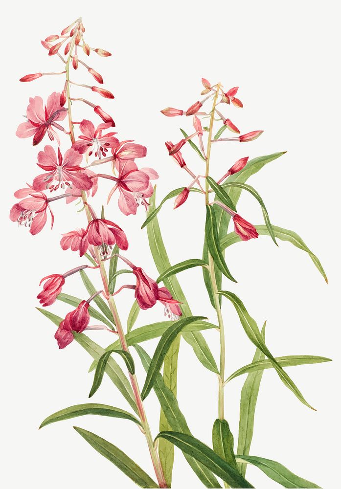 Fireweed vector botanical illustration watercolor, | Premium Vector ...