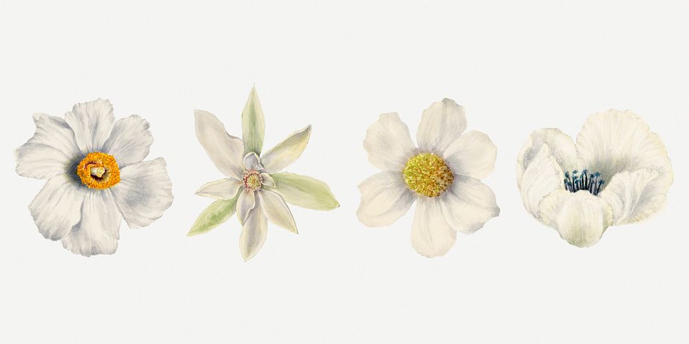 Blooming white flowers hand drawn | Premium Photo - rawpixel