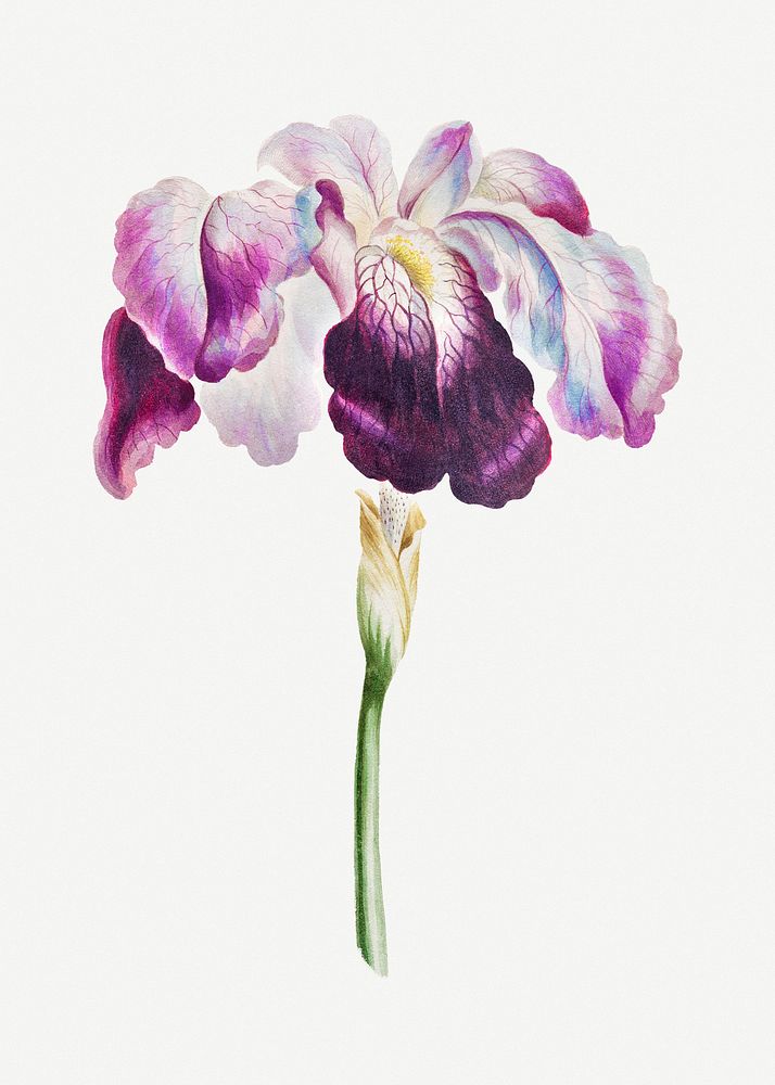 Vintage Japanese iris flower design | Premium PSD Illustration - rawpixel