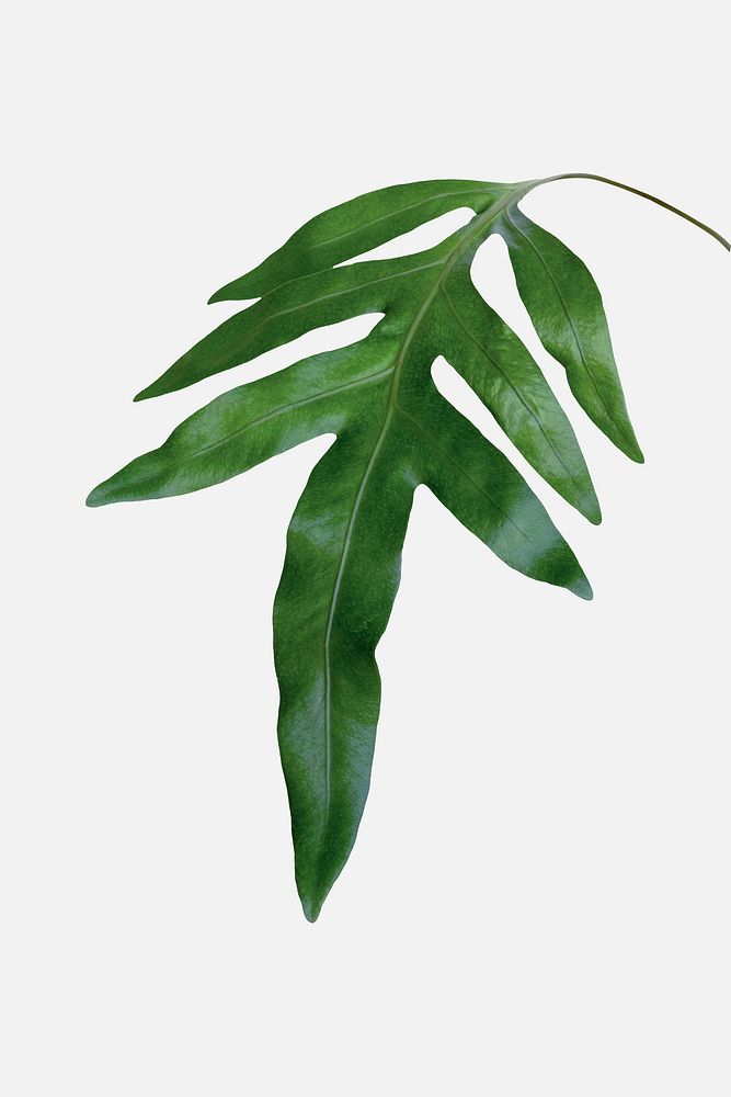 Doryopteris nobilis leaves isolated on white | Photo - rawpixel