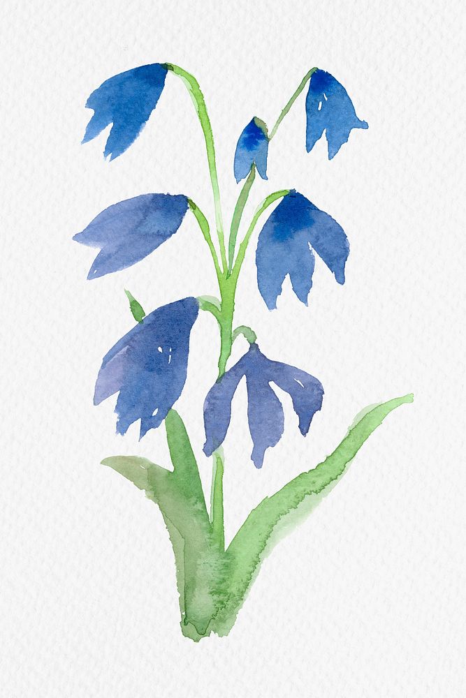 Blue early scilla flower watercolor | Free Photo Illustration - rawpixel