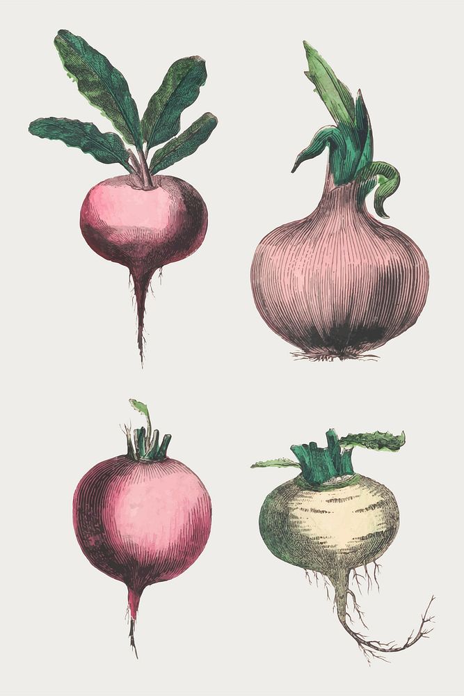 Root vegetable vector set, remix | Premium Vector - rawpixel