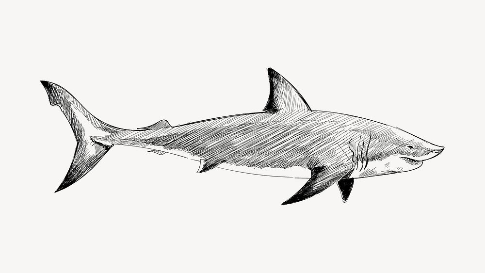 Great White Shark sketch animal | Premium PSD - rawpixel
