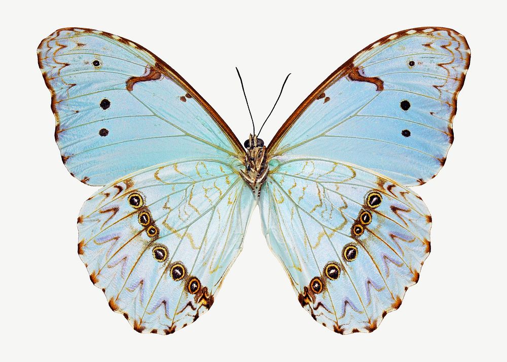 Blue butterfly collage element psd | Free PSD - rawpixel