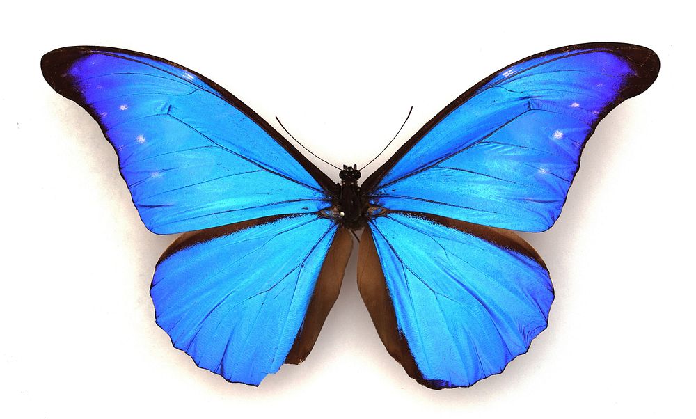 Rhetenor Blue Morpho (Morpho rhetenor)Peru, | Free Photo - rawpixel