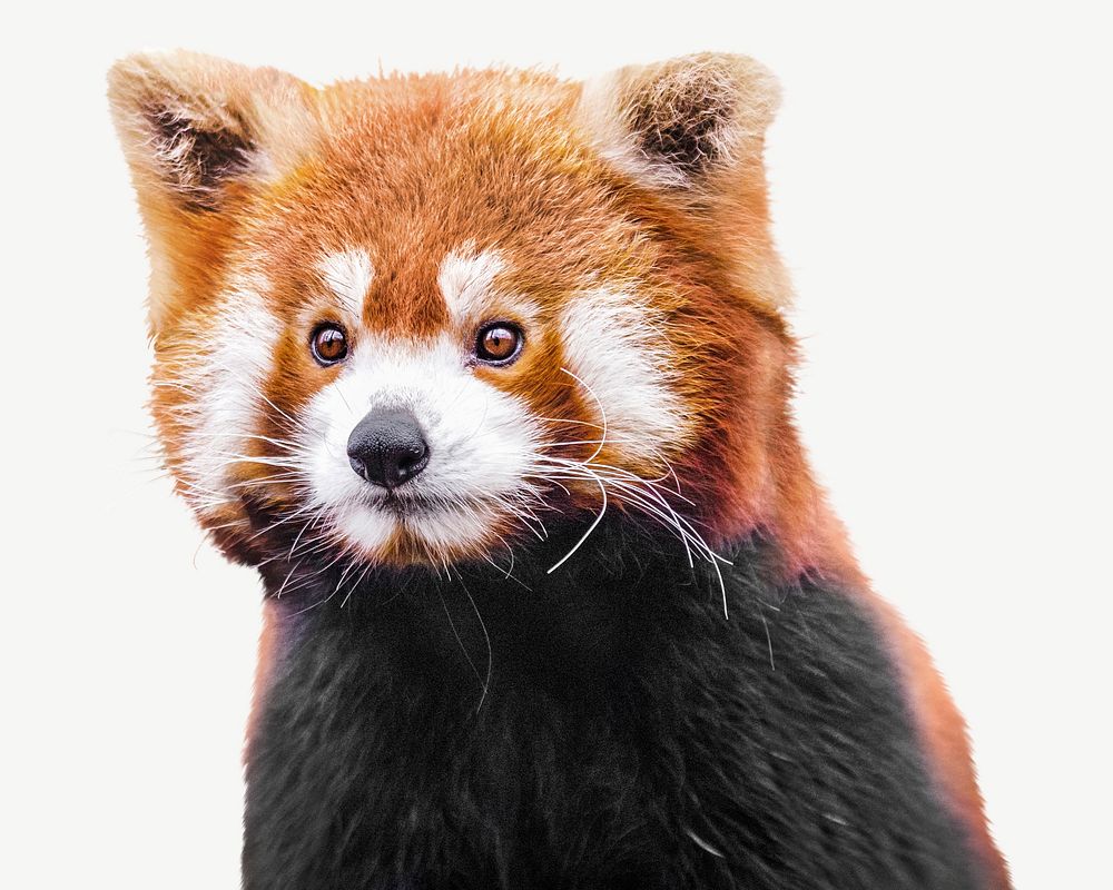Red panda psd isolated design | Free PSD - rawpixel