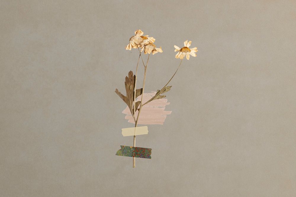 Aesthetic dried flower taped collage | Premium Photo - rawpixel