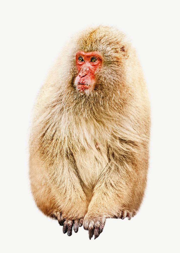 Snow monkey psd isolated design | Free PSD - rawpixel