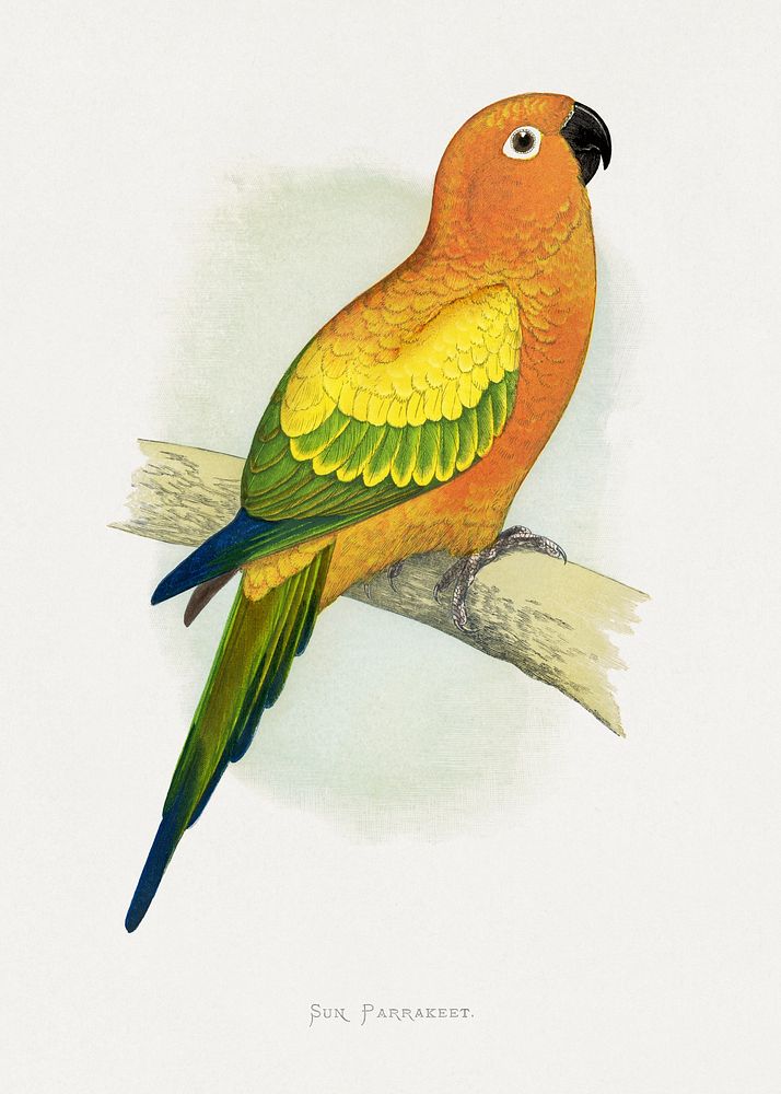 Sun Parrakeet (Aratinga solstitialis) colored | Free Photo Illustration ...