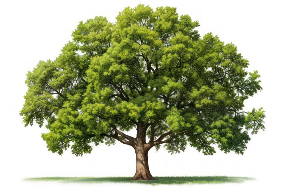 Tree plant oak white background. | Free Photo Illustration - rawpixel