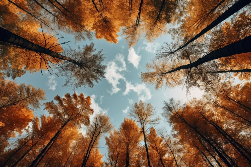 Autumn forest backgrounds landscape. AI | Free Photo - rawpixel