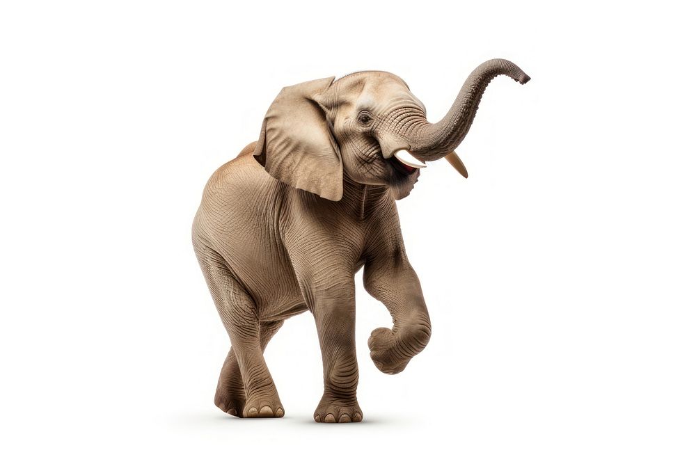 Elephant dancing wildlife animal mammal. | Free Photo - rawpixel