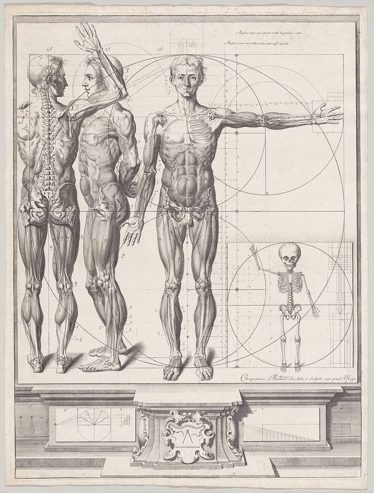 Plate for the ‘Atlas Anatomico’ | Free Photo Illustration - rawpixel