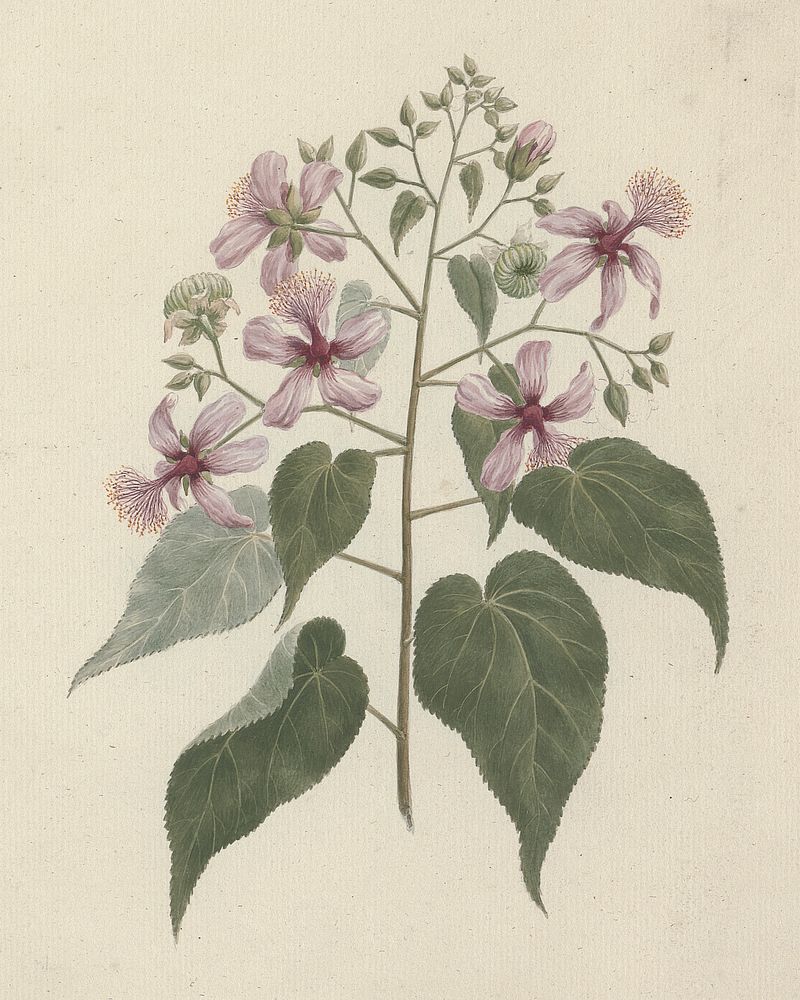 Abutilon longicuspe A. Rich. | Free Photo - rawpixel