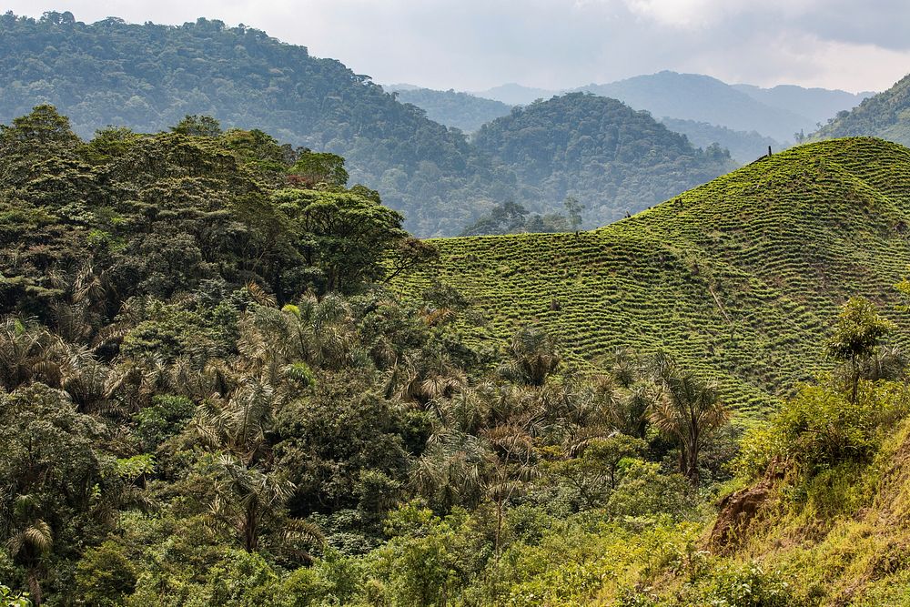 Agricultural fields on mountain. Free | Free Photo - rawpixel