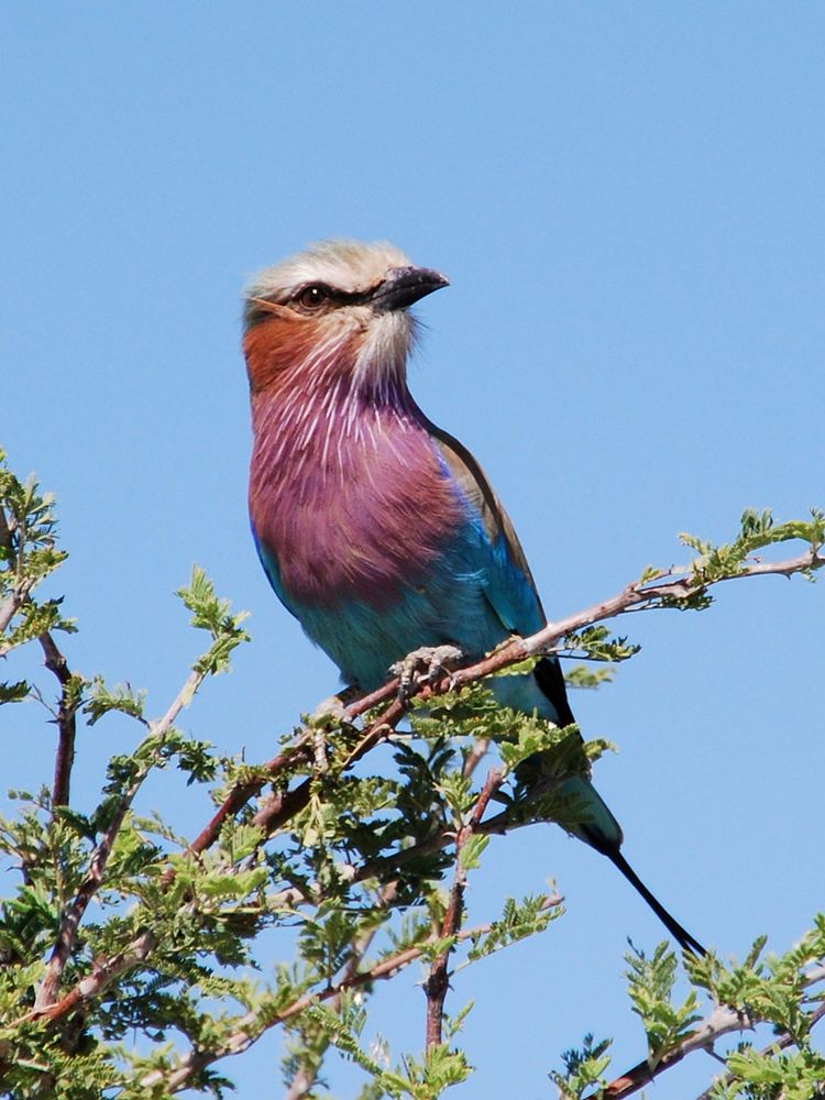 Lilac breasted roller, bird photography. | Free Photo - rawpixel