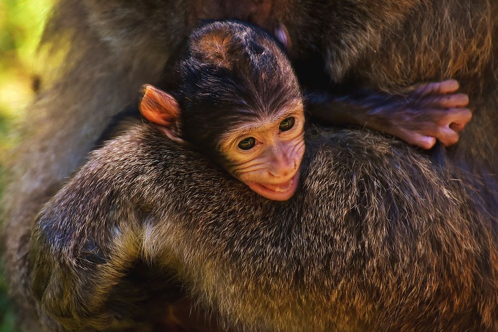 Free baboon infant in mother's | Free Photo - rawpixel