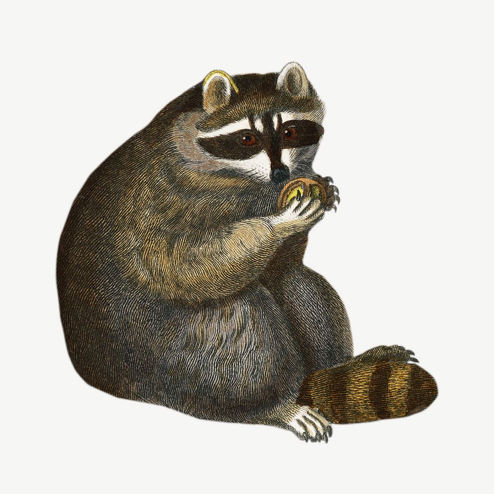 Raccoon, vintage animal collage element | Premium PSD - rawpixel Raccoon, vintage animal collage element | Premium PSD - rawpixel