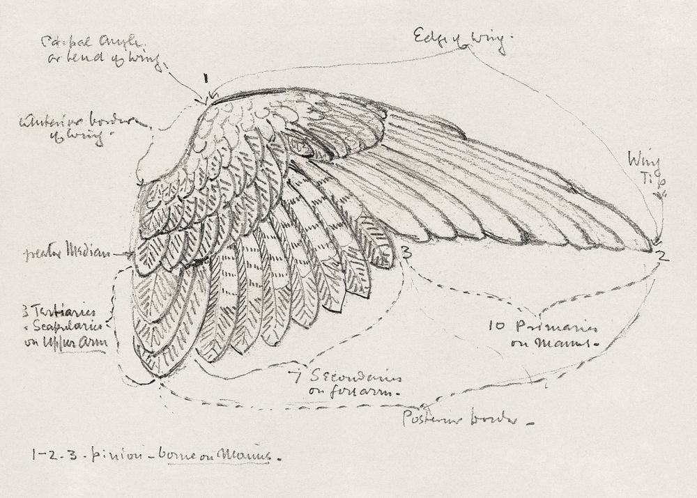 Study of a Wing (1895) | Free Photo Illustration - rawpixel