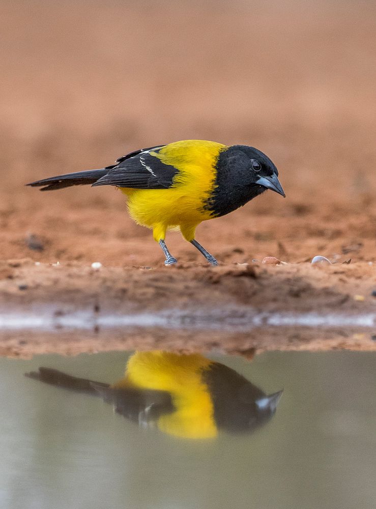 Audubon's oriole bird looking at it's | Free Photo - rawpixel