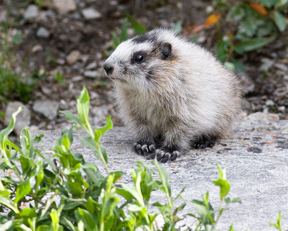 Marmot baby Photo by Ken | Free Photo - rawpixel