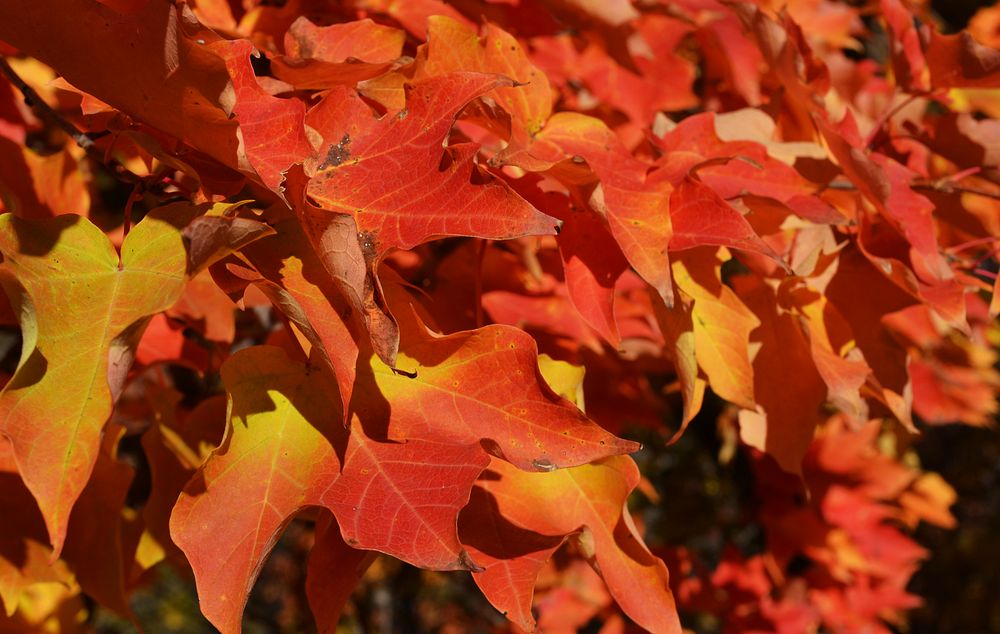 Maple leaves - Fall 2015Photo | Free Photo - rawpixel