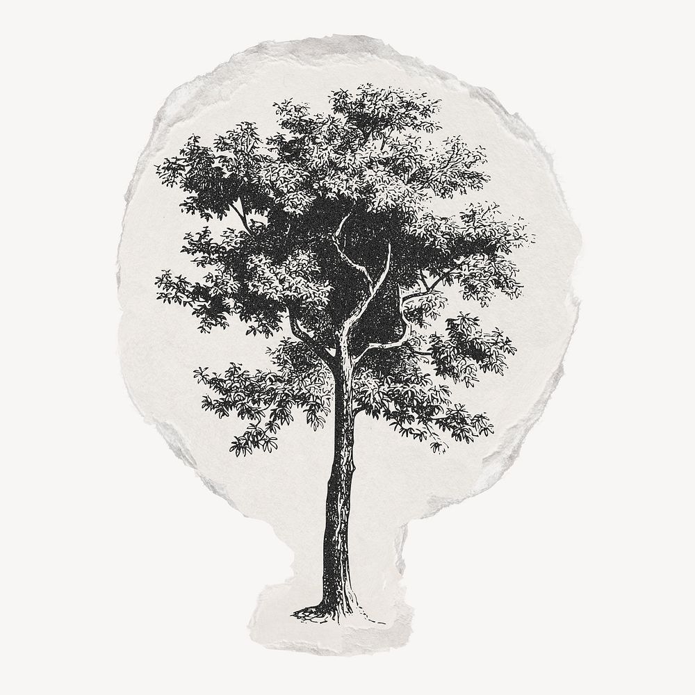 Vintage tree drawing, ripped paper, | Free PSD Illustration - rawpixel