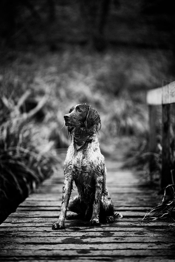 Dog on a hike in nature | Free Photo - rawpixel