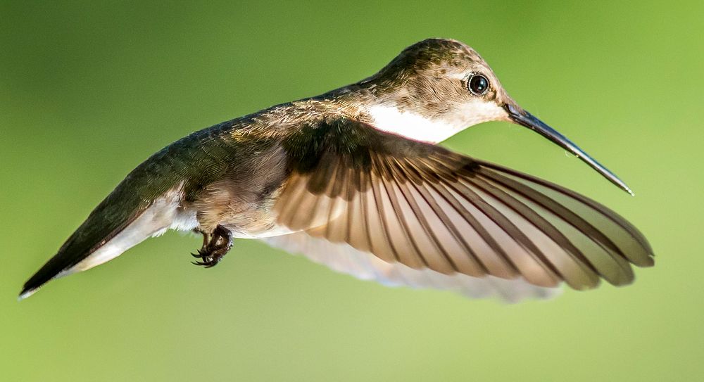 Tiny Hummingbird hoovering in mid | Free Photo - rawpixel