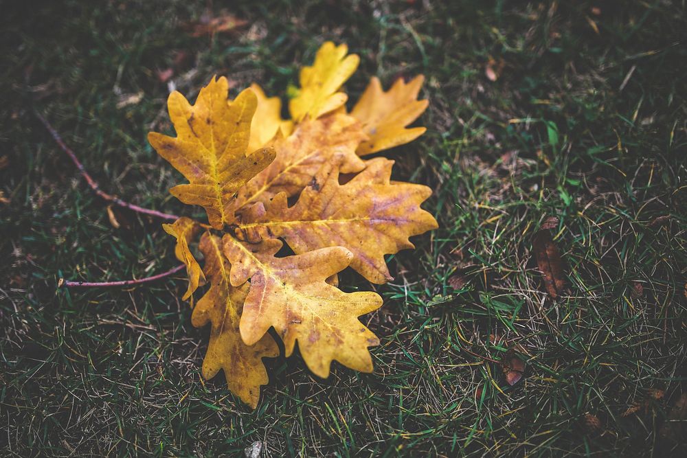 Oak foliage during autumn. Visit | Free Photo - rawpixel