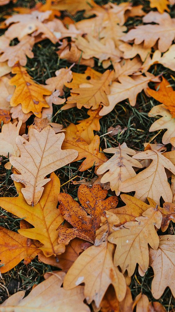 Tree leaf iphone wallpaper background, | Premium Photo - rawpixel