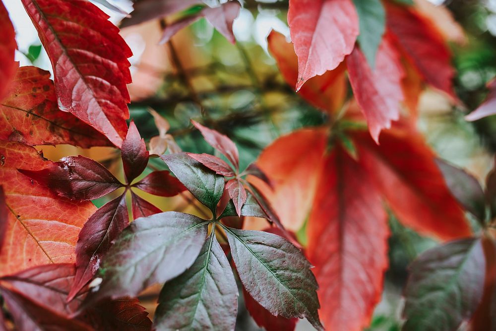 Red fall foliage. Visit Kaboompics | Free Photo - rawpixel