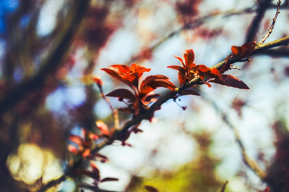 Closeup of a tree branch | Free Photo - rawpixel