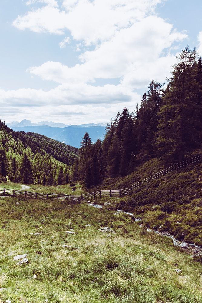 Pine forest in the Alps | Free Photo - rawpixel