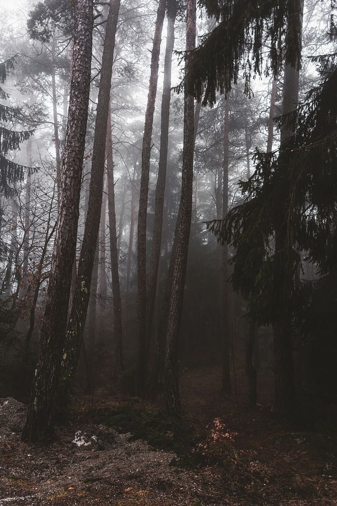 Autumn mist in the forest | Free Photo - rawpixel