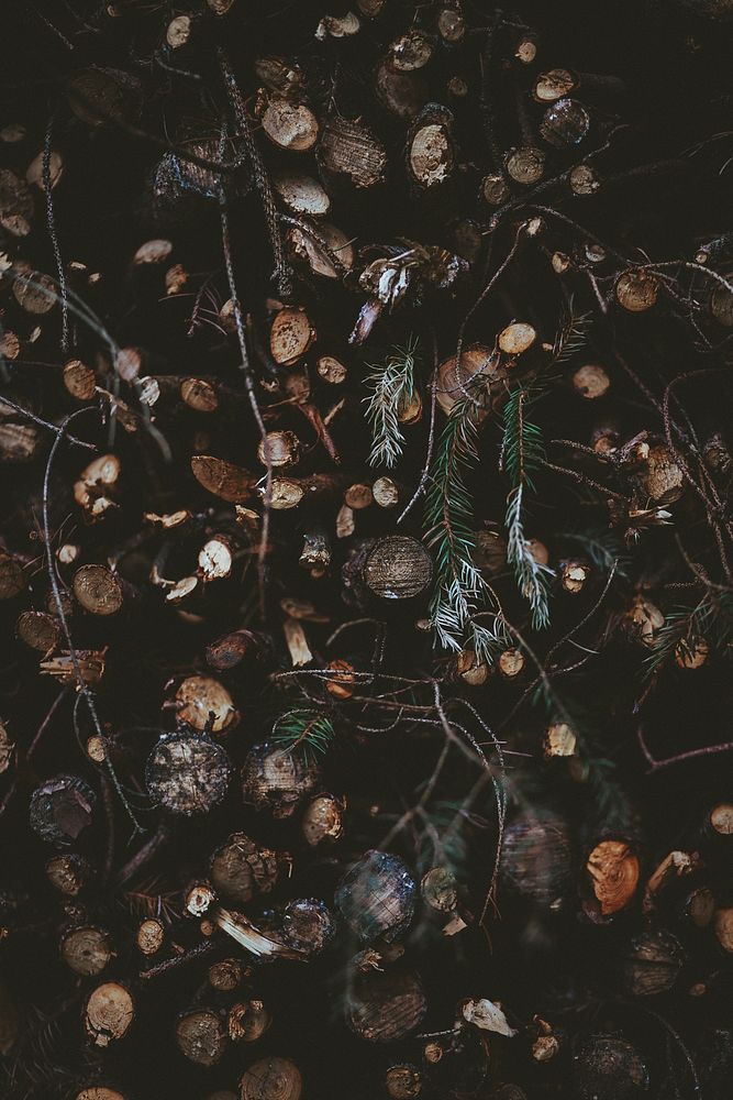 Closeup of tree branches in the forest | Free Photo - rawpixel