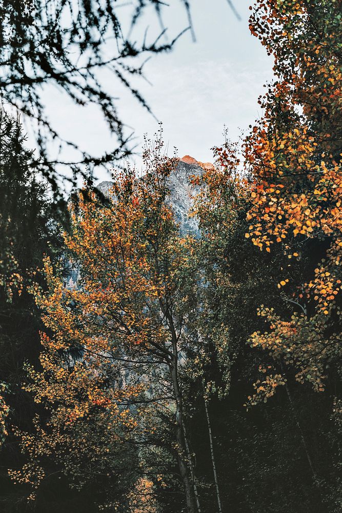 Yellow leaf trees in a forest | Free Photo - rawpixel