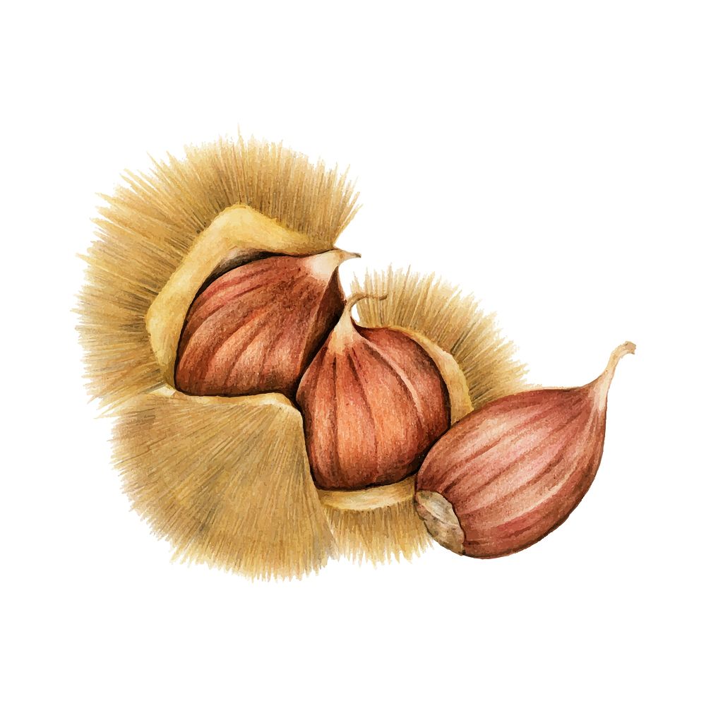 Illustration of a raw chestnut | Premium Vector Illustration - rawpixel