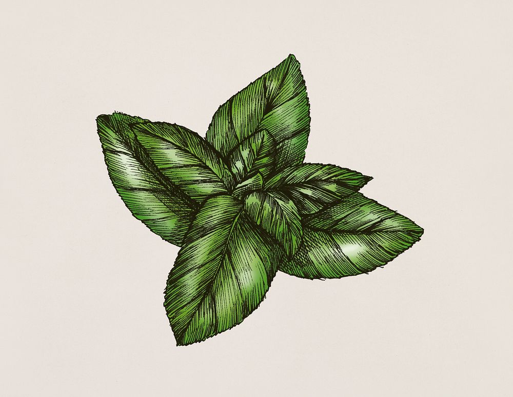Hand-drawn basil leaf isolated | PSD Illustration - rawpixel