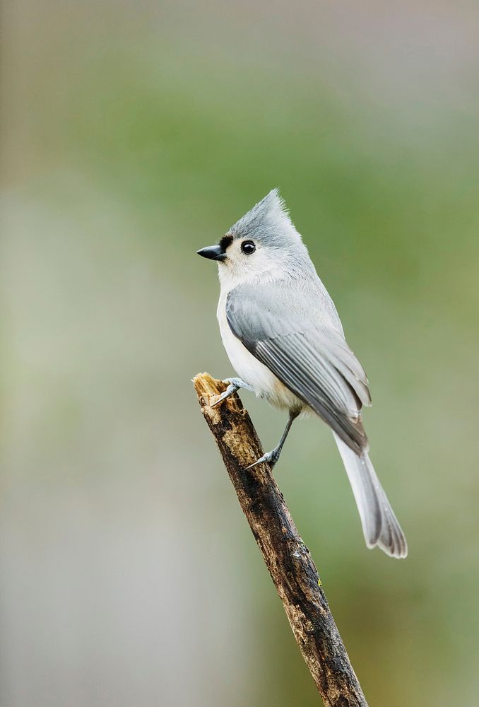 Tufted titmouse bird. Free public | Free Photo - rawpixel
