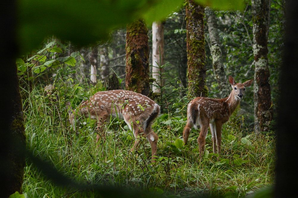 Deer fawns on the Appalachian | Free Photo - rawpixel